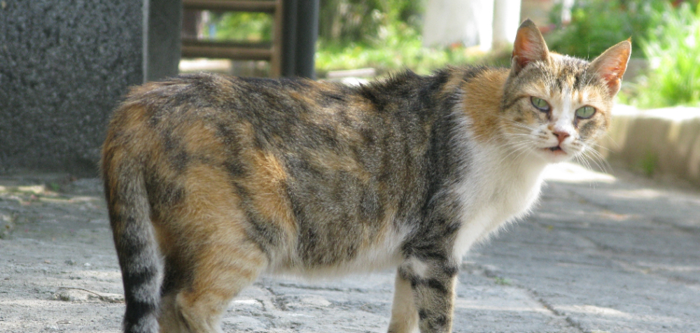 Why Does My Cat'S Hair Look Spiky? - 2023 Petsical