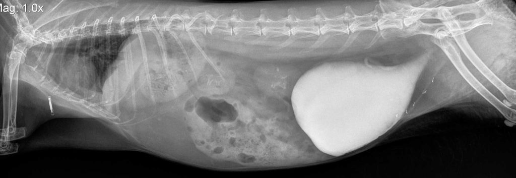 Can Bladder Sludge Kill a Rabbit - 2024 Petsical