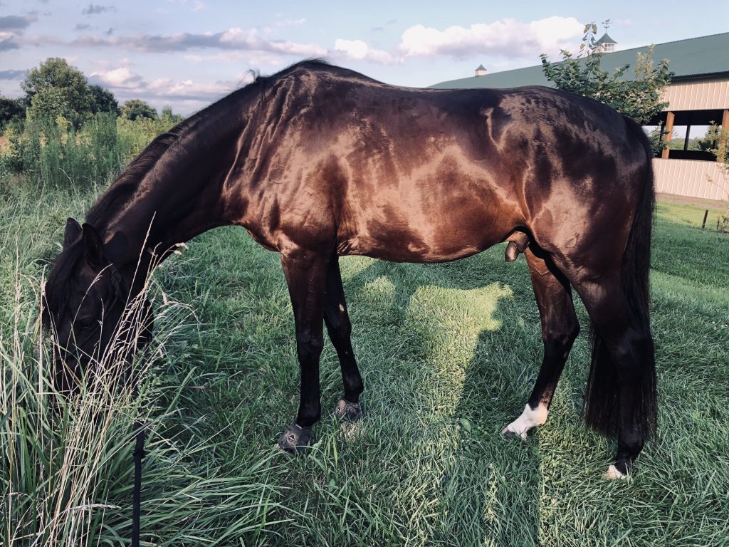Diy Barn Fly Spray System - 2025 Petsical