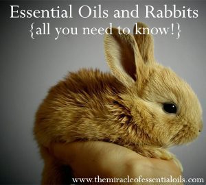 Which Essential Oils are Safe for Rabbits - 2024 Petsical