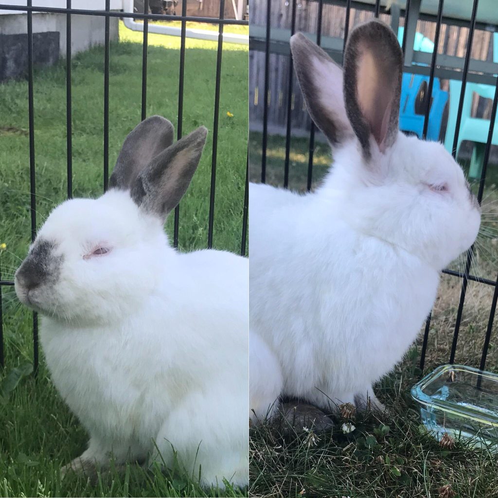 Why Do Rabbits Lose Hair on Their Ears - 2025 Petsical