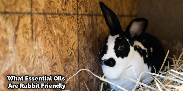 Which Essential Oils are Safe for Rabbits - 2024 Petsical
