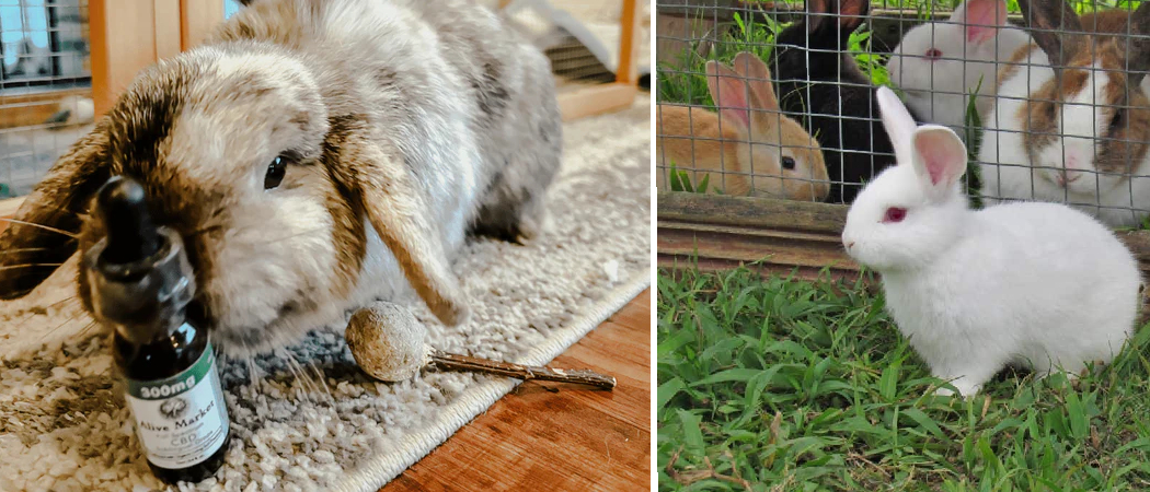 Which Essential Oils are Safe for Rabbits - 2024 Petsical